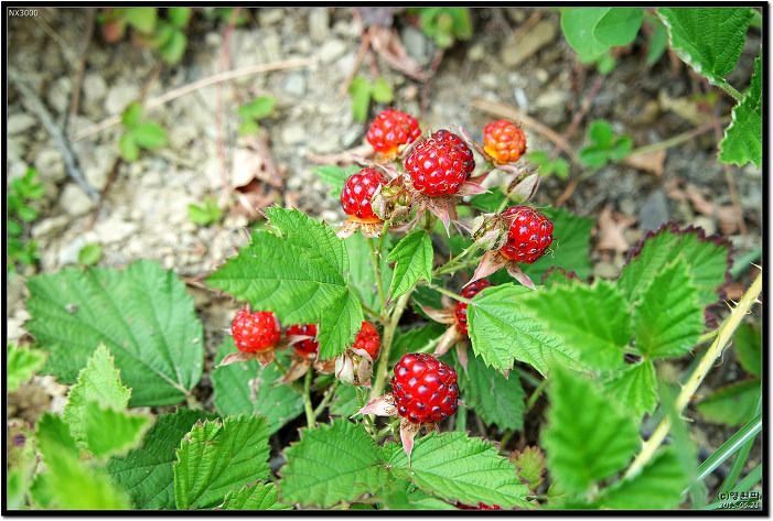 산딸기, Rubus crataegifolius