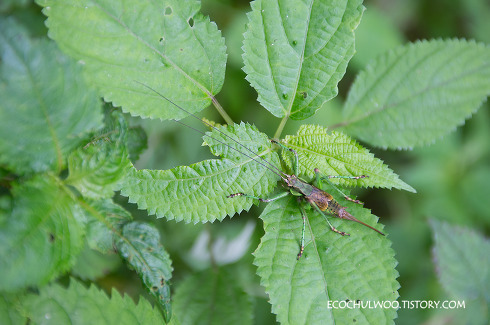우리여치 Anatlanticus koreanus