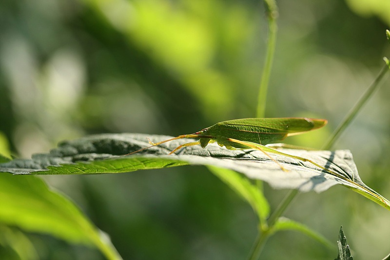 큰실베짱이 Elimaea fallax