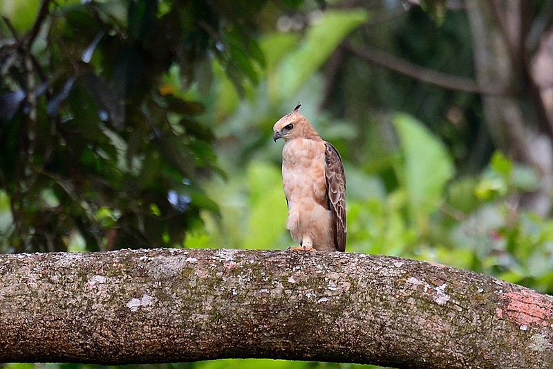 WALLACE"S HAWK-EAGLE