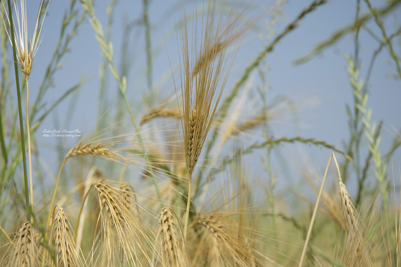 고창, 청보리밭
