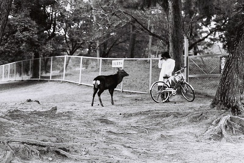 It is 'SHIKA' in Japanese Language.