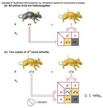 유전학 용어 (1) - Homozygous wild type, Homozygous mutant, haplosufficient ...