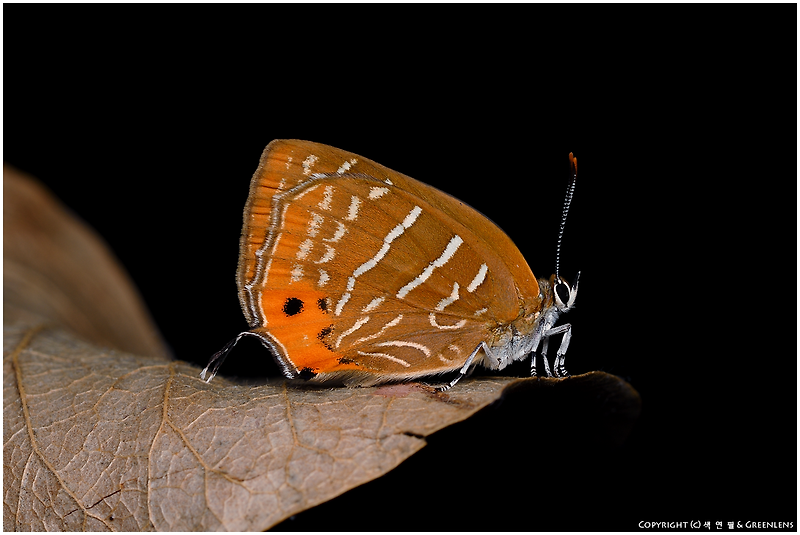 참나무부전나비