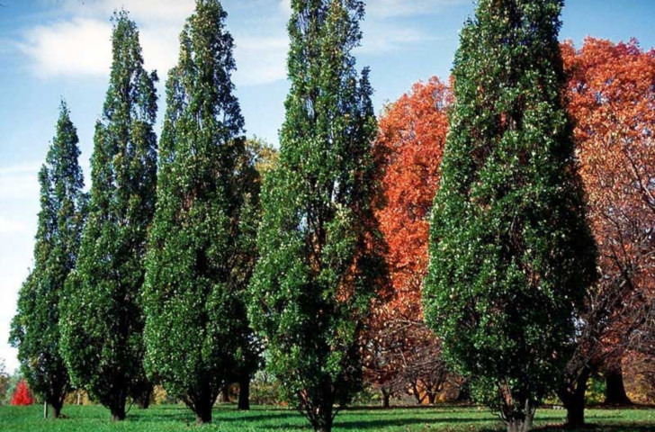[Quercus robur 'Fastigiata'] 높이 높이 자라는 Columnar English Oak