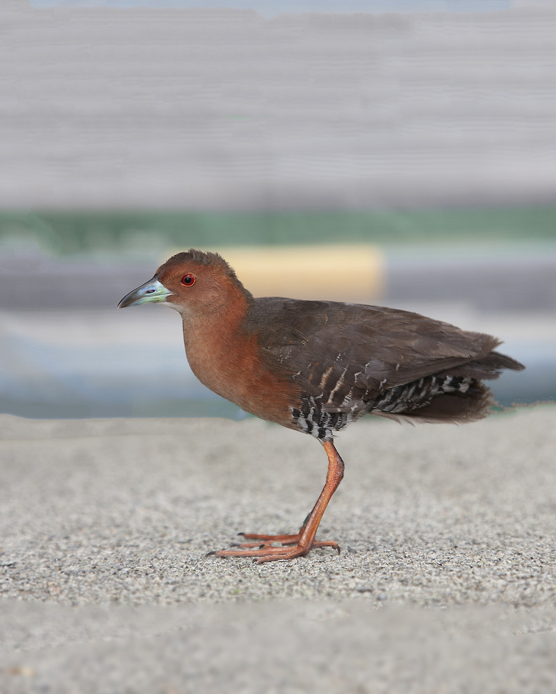 한국뜸부기 Band-bellied Crake