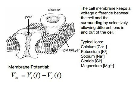 RC circuit으로 구현하는 neuron model