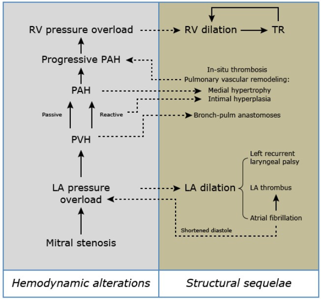 Stages & hemodynamic alterations and structural sequelae of mitral stenosis