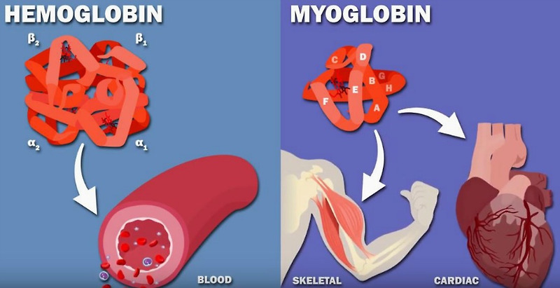 미오글로빈(Myoglobin) 검사의 임상적 의의와 정상수치