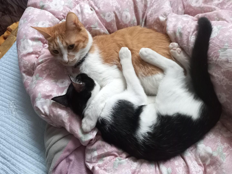 '마인크래프트' 카테고리의 글 목록