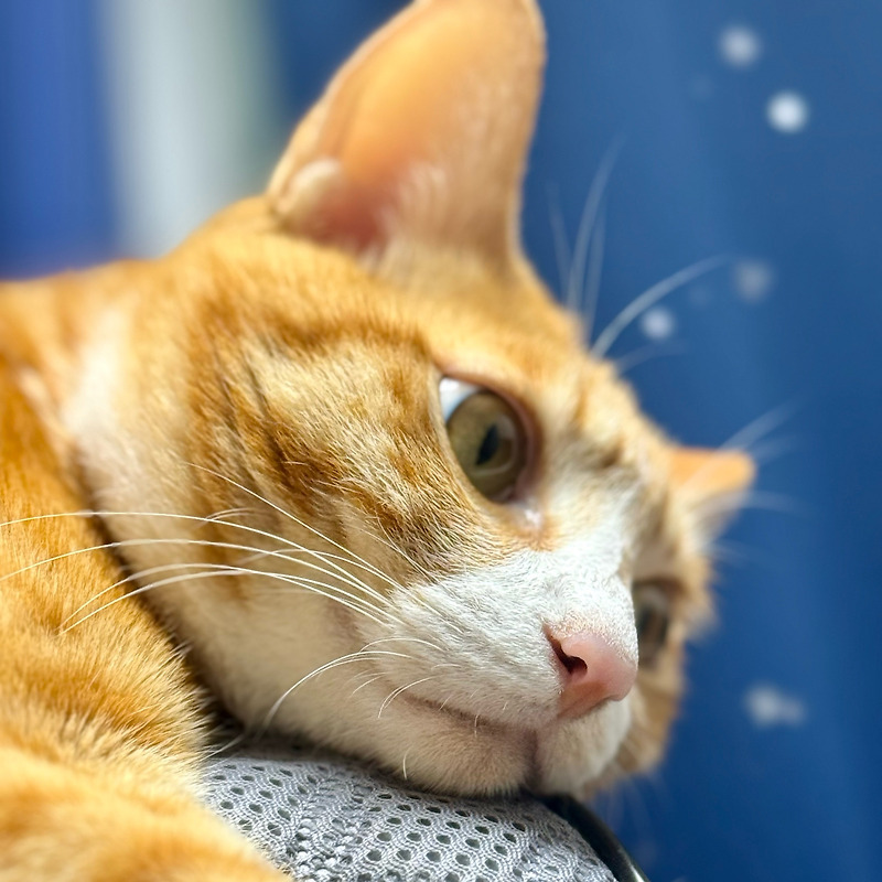 [Sngsp] Coding Drawing — [Sngsp] Coding Drawing