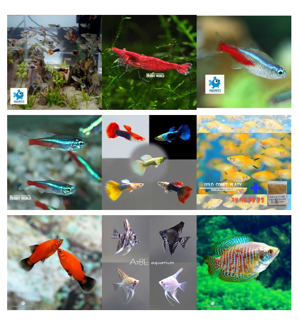 인기 열대어 추천 드려요 구매순 열대어 랭킹 이쁜 열대어 추천 인기 열대어 물고기 키우기 열대어 키우기 이쁜 물고기 물고기 추천 열대어 물고기