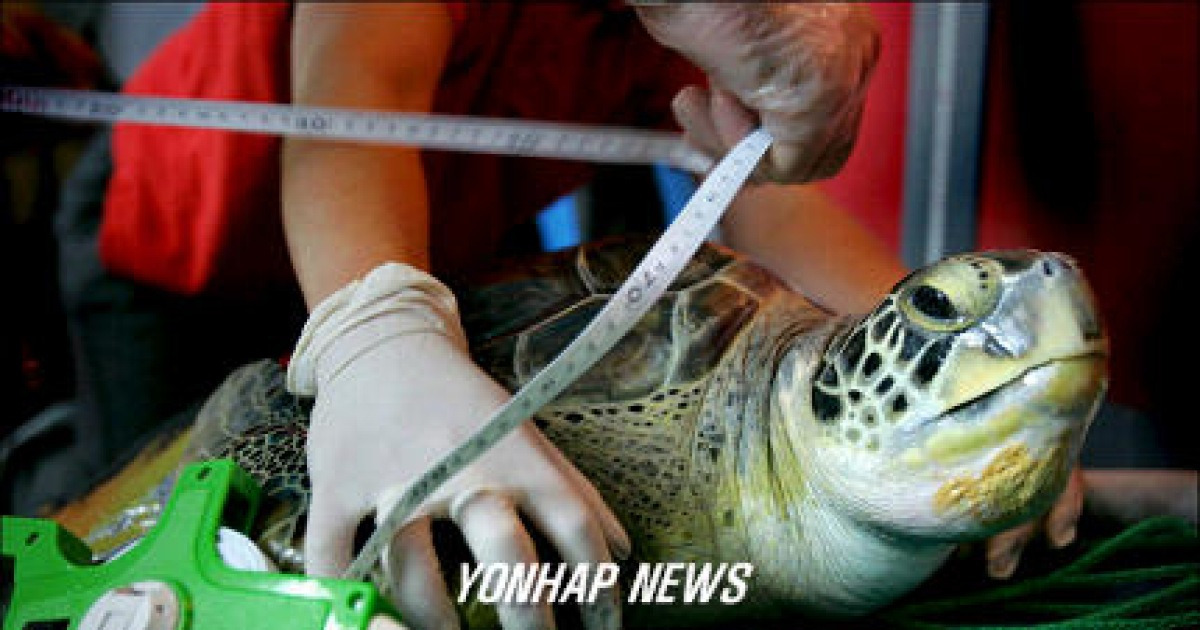 NETHERLANDS SEA LIFE TURTLES