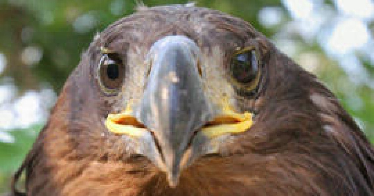 MIDEST ISRAEL LEBANON EAGLES