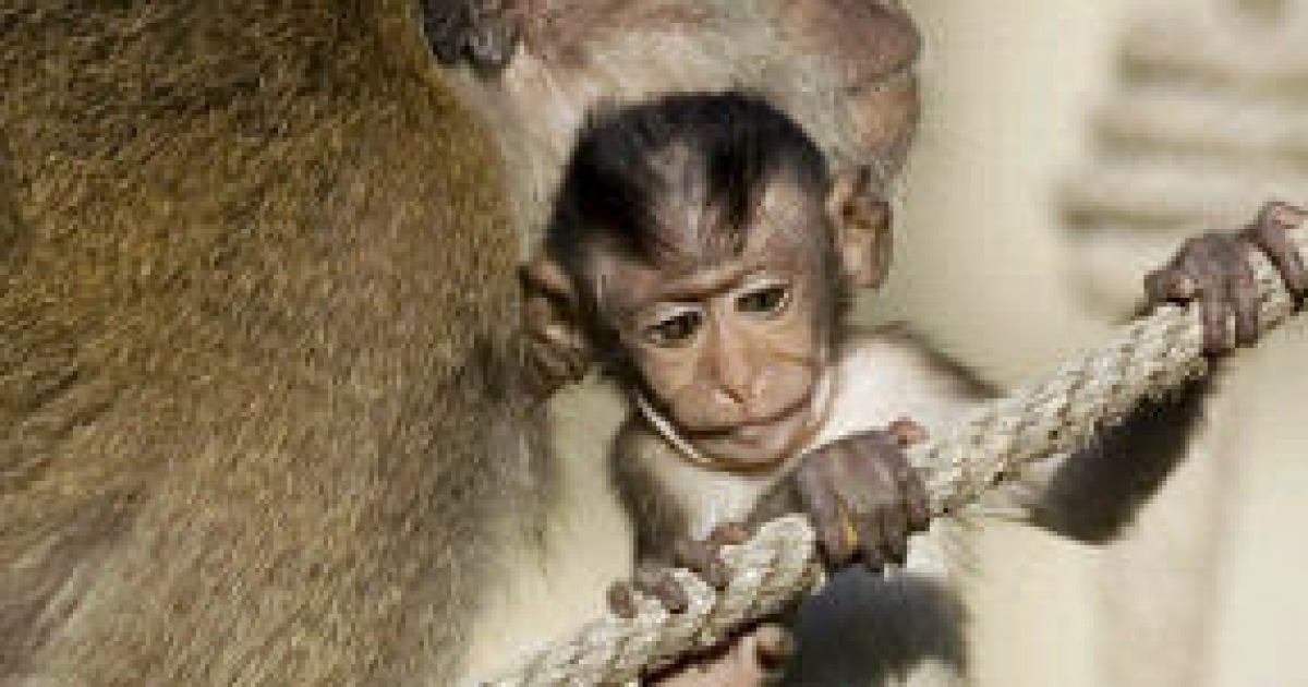 SWITZERLAND ANIMALS JAVA MONKEYS