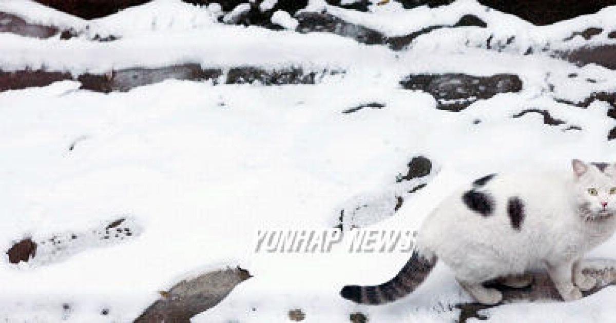 소피아 눈BULGARIA CAT