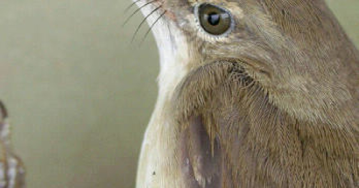 THAILAND EXTINCT BIRD REDISCOVERED
