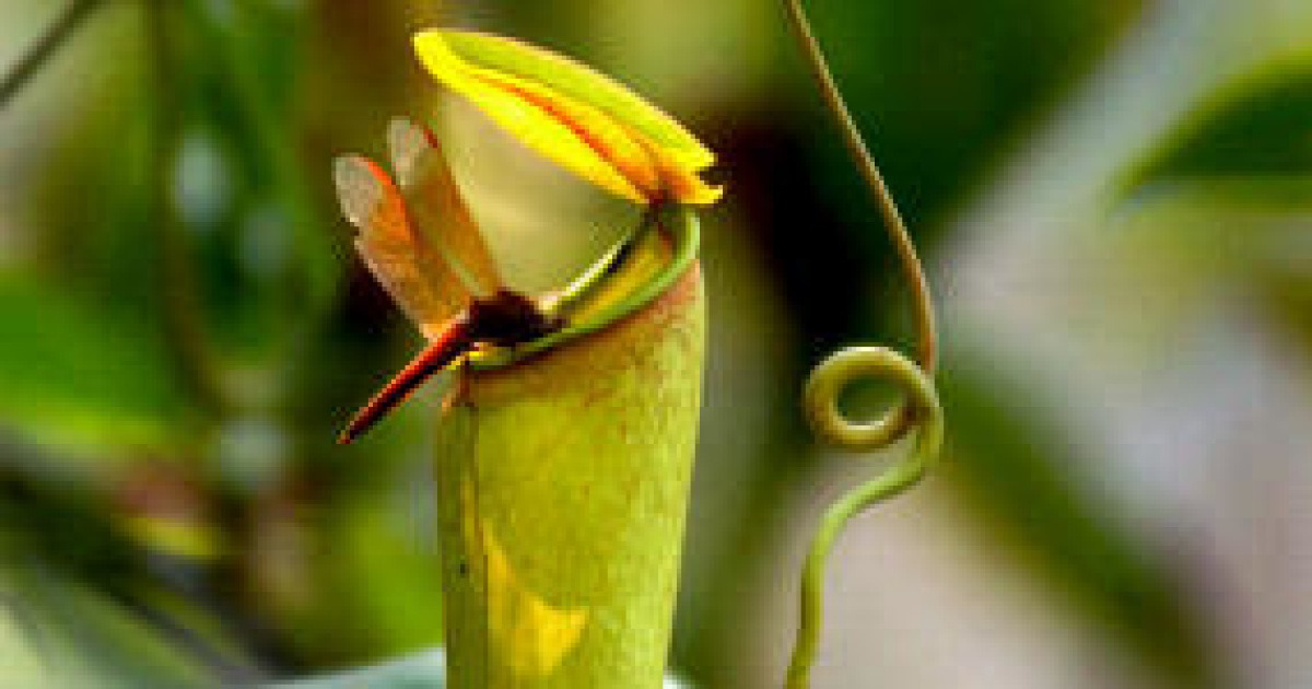 INDIA PITCHER PLANT