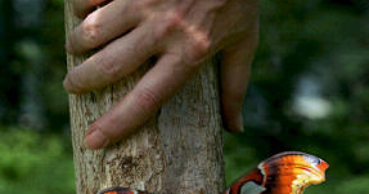 THE NETHERLANDS ARTIS ZOO ATLASVLINDER