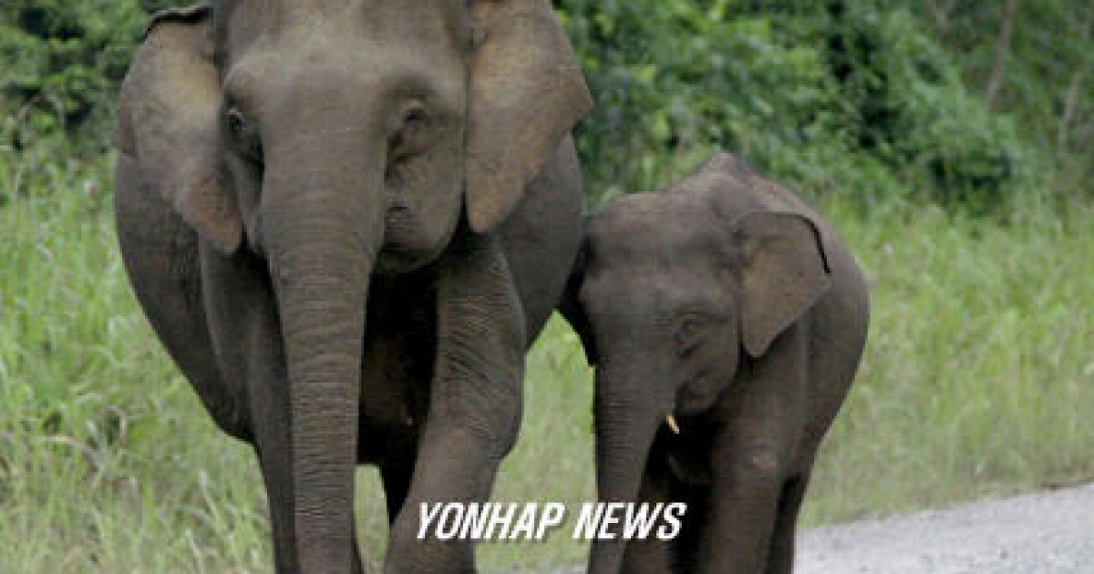 MALAYSIA PYGMY ELEPHANTS