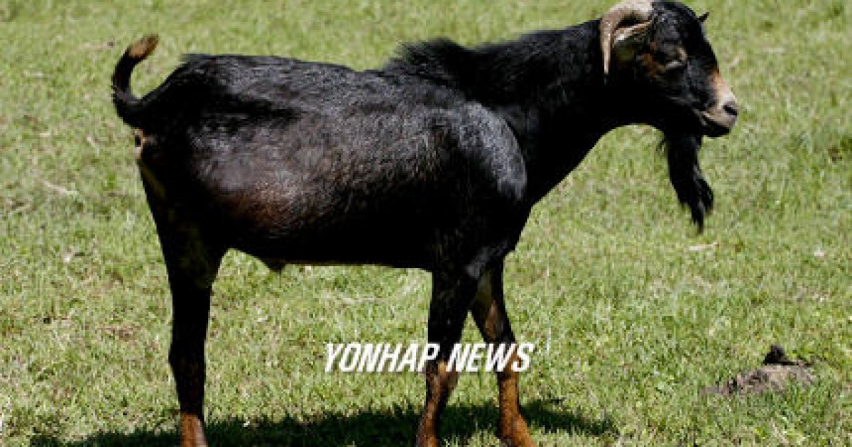 KENYA DEFORMED ANIMALS