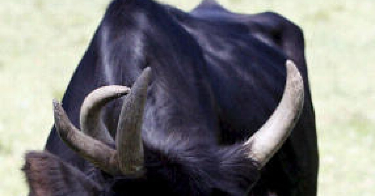 KENYA DEFORMED ANIMALS