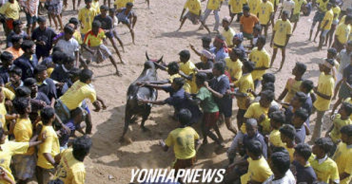 India Bull Fighting (AP)