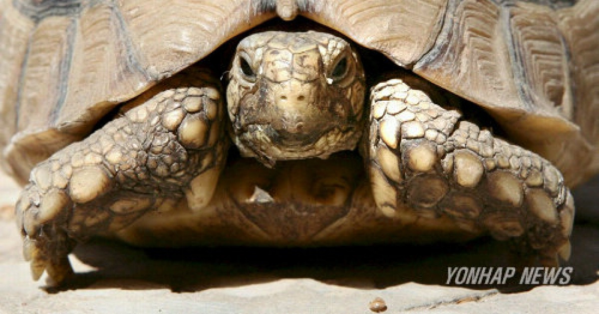 EGYPT TORTOISE
