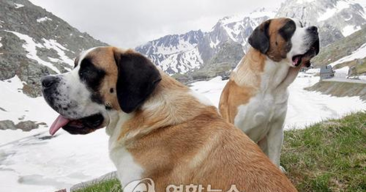 SWITZERLAND DOGS BARRY FOUNDATION