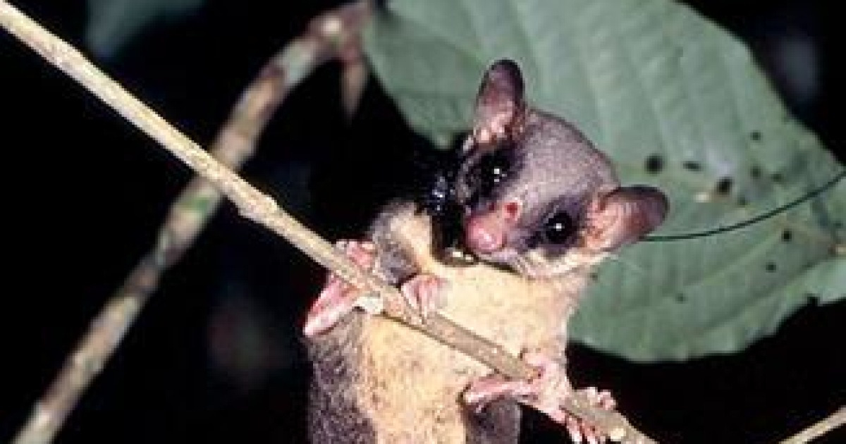 MALYSIA PENTAILED TREE SHREW