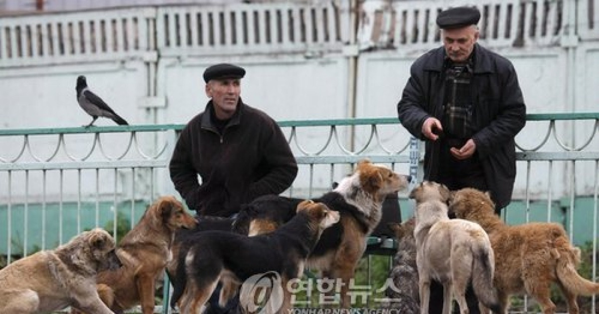 RUSSIA STRAY DOGS FEATURE
