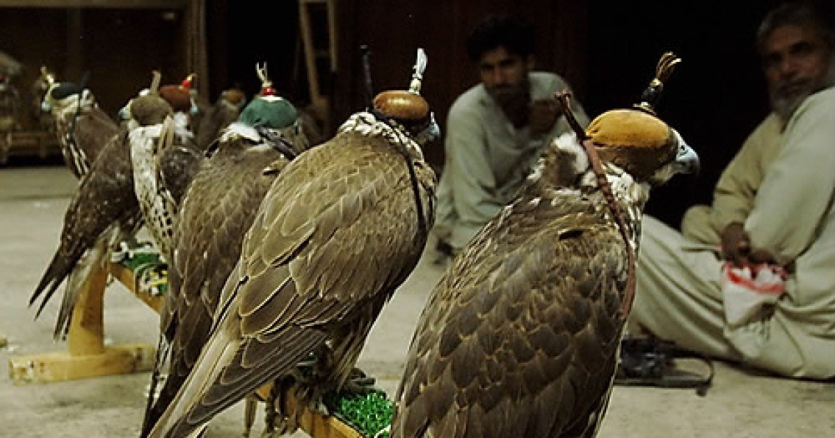 PAKISTAN FALCONS SEIZED