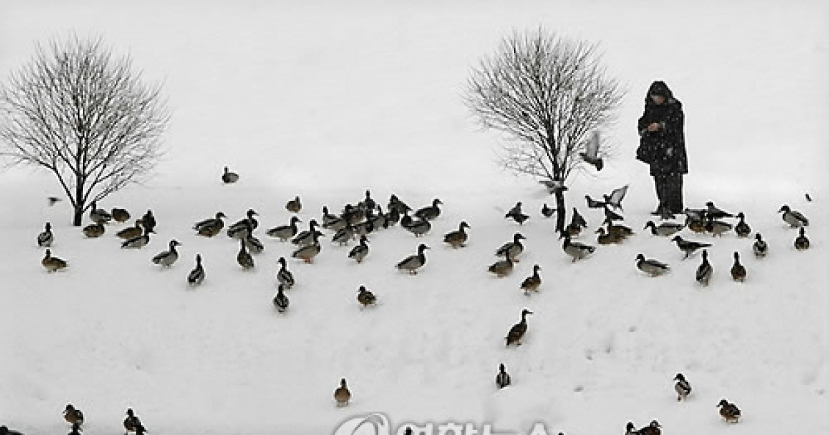 RUSSIA DUCKS