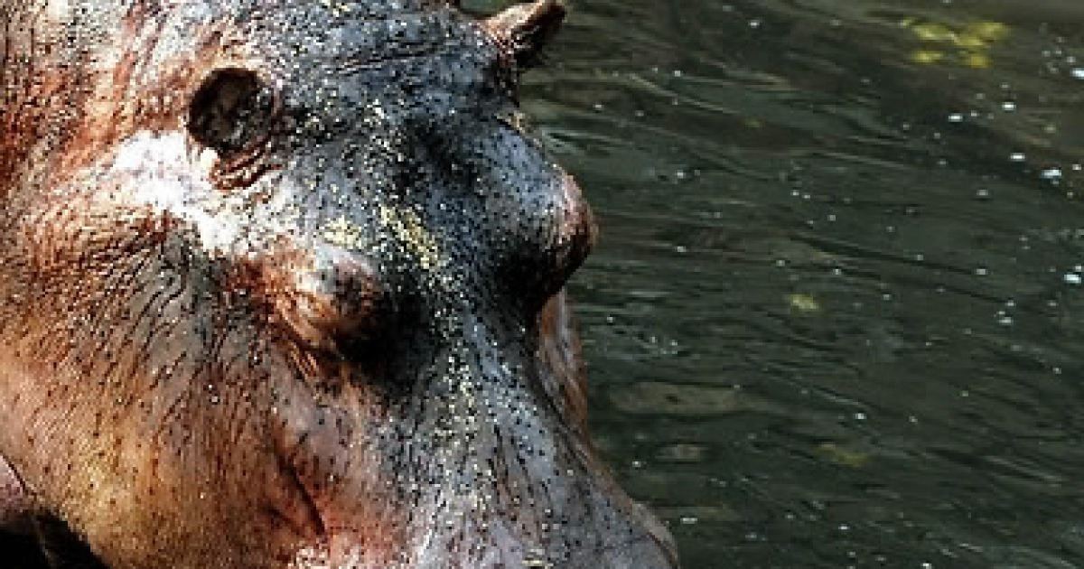 INDIA HIPPOPOTAMUS