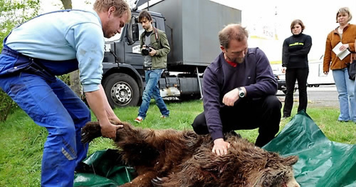 GERMANY BEAR SHOOTING