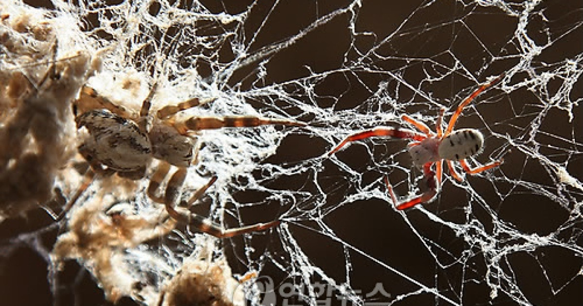 EGYPT SPIDER