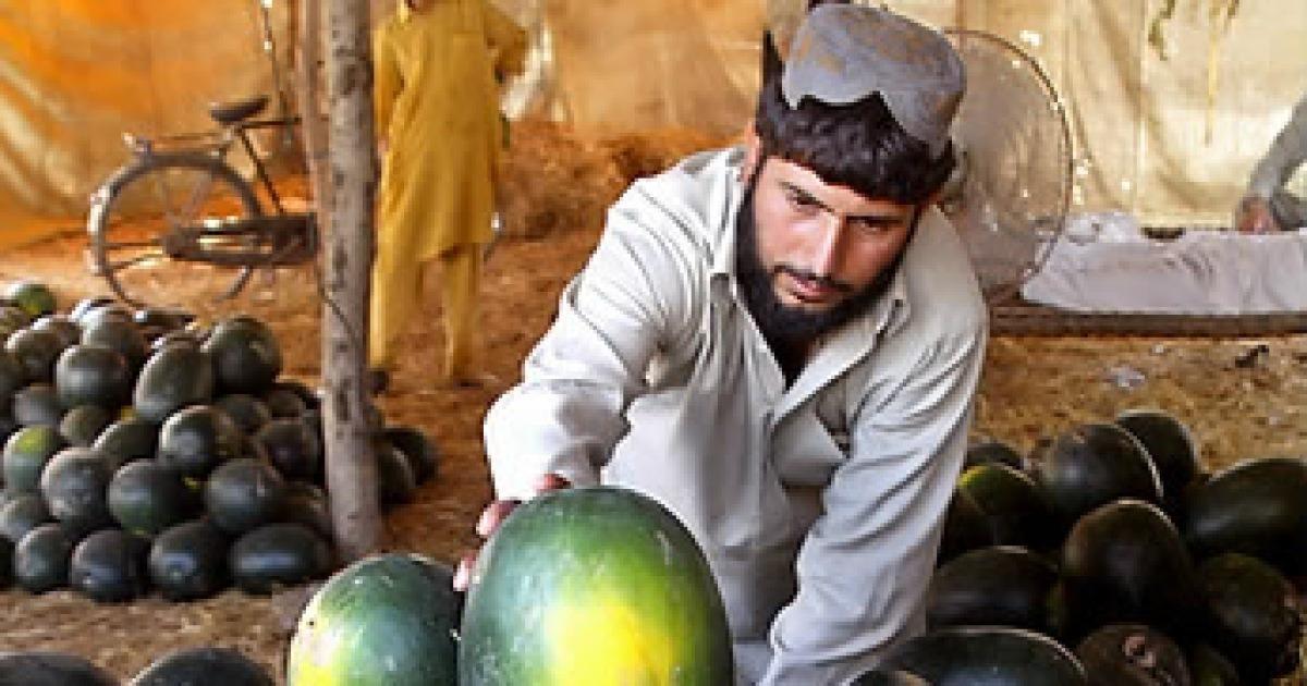 PAKISTAN WATERMELONS