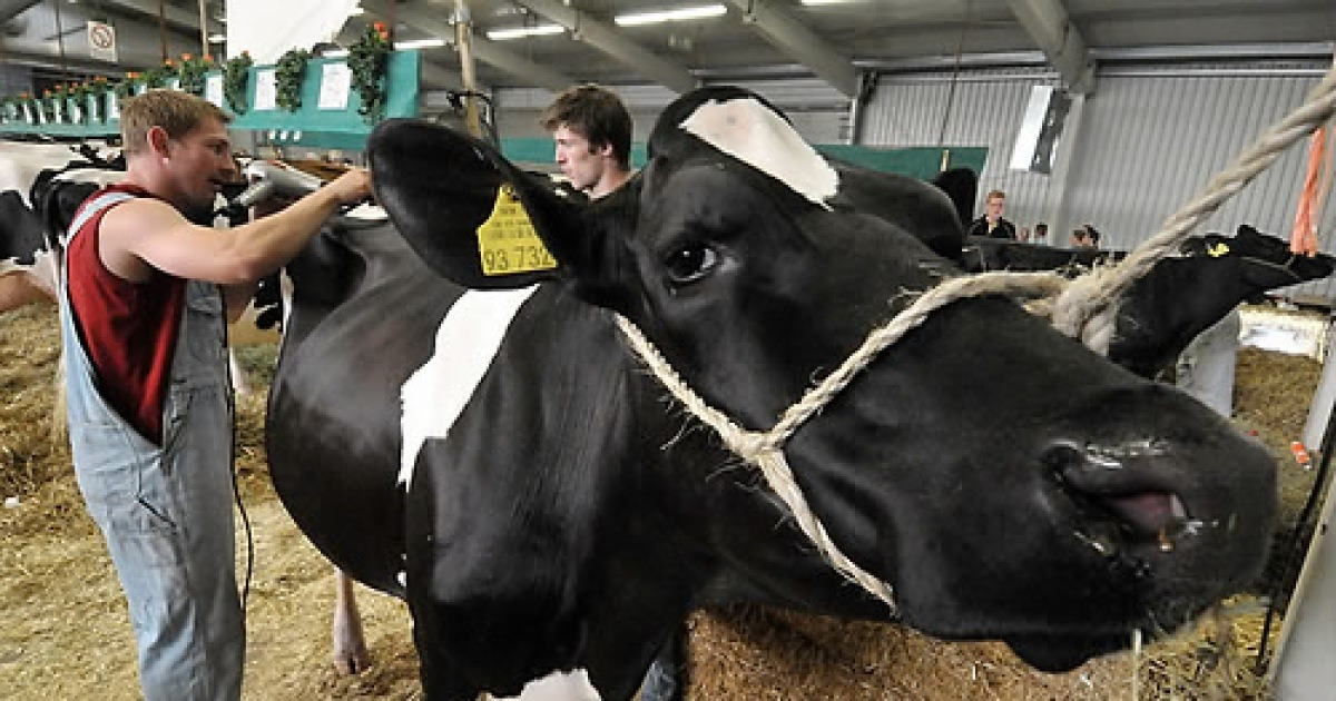 GERMANY COW SHOW