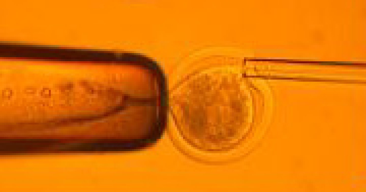 70 Embryonic Stem Cells Created in Korea until 2008