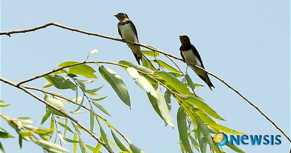 나란히 앉은 제비