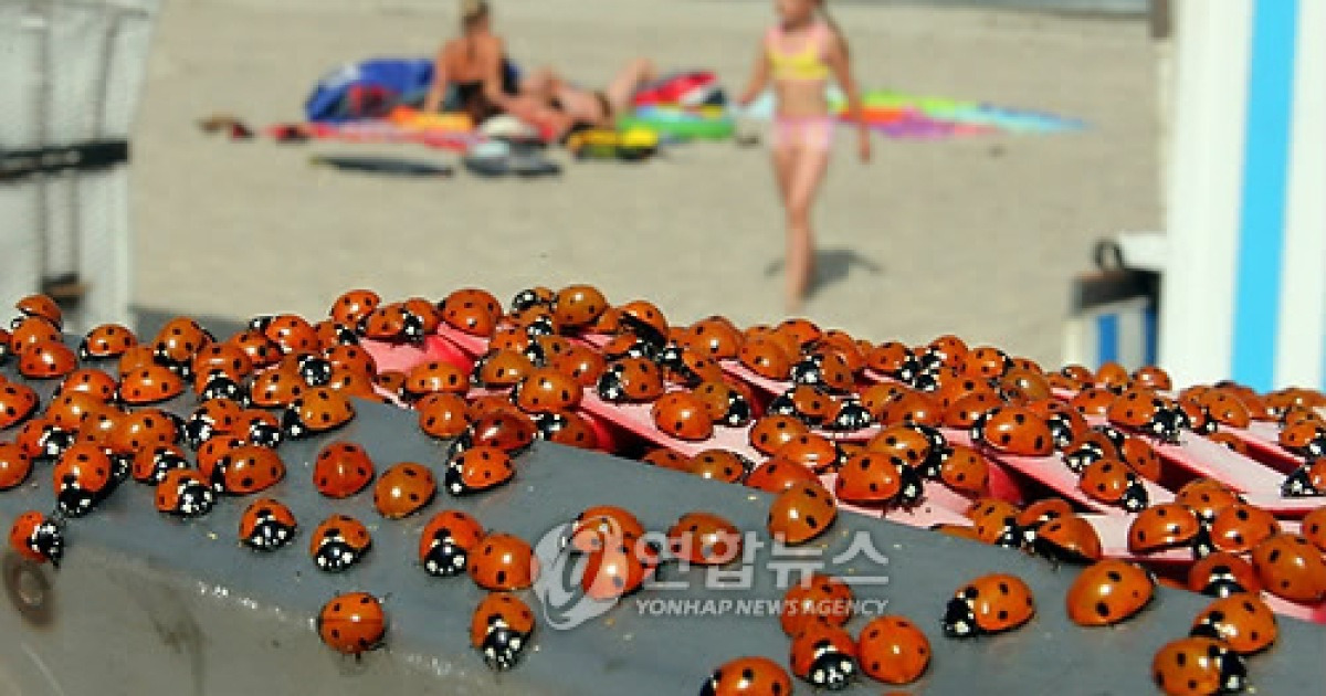 GERMANY LADYBUGS