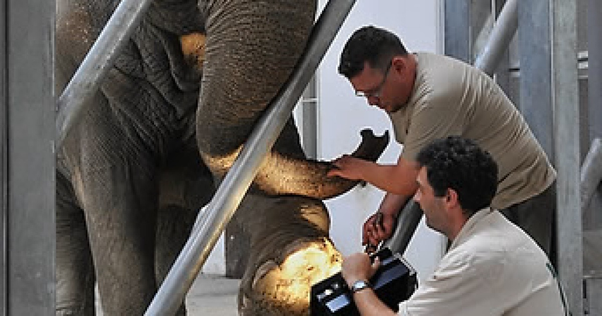 HUNGARY ELEPHANT TREATMENT