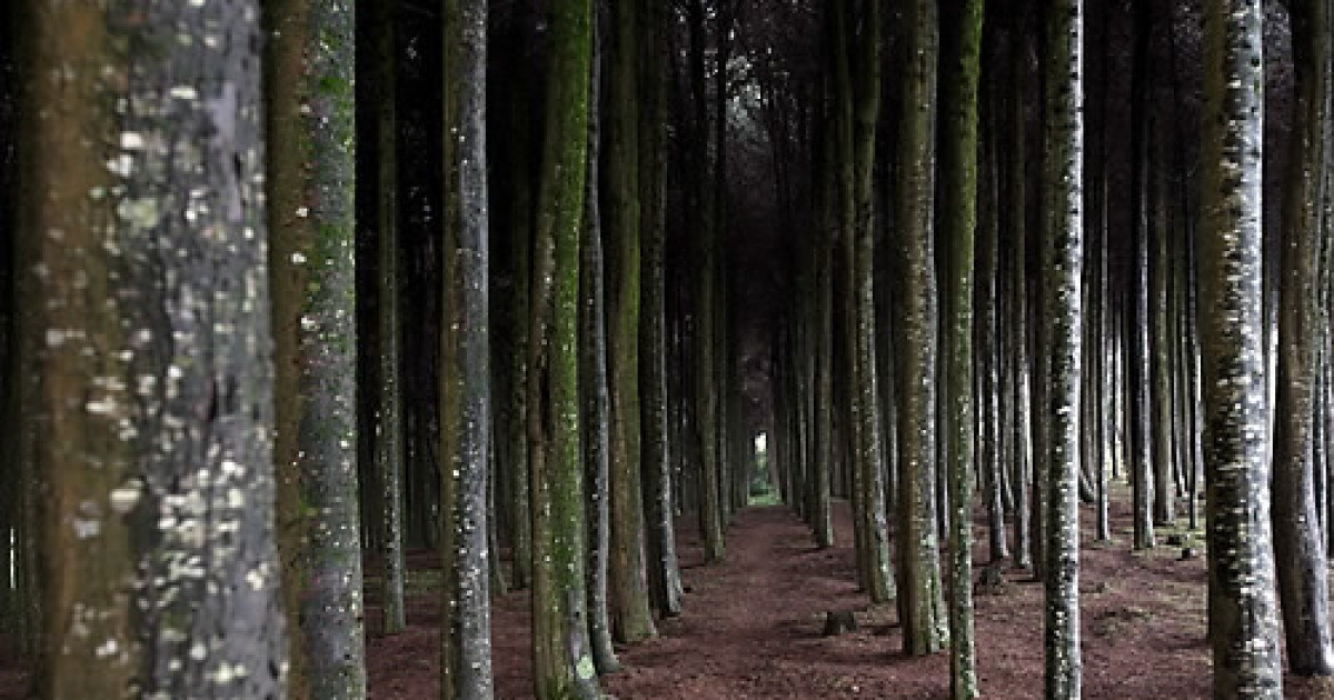 KENYA FOREST COVER DEPLETION