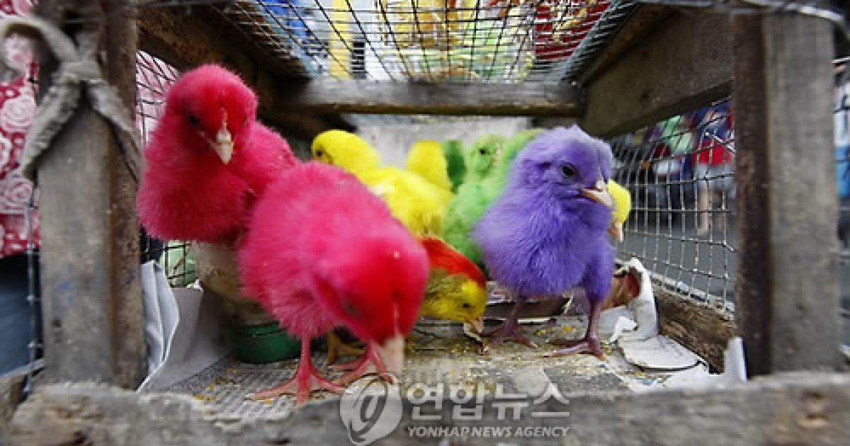 PHILIPPINES COLORED CHICKS