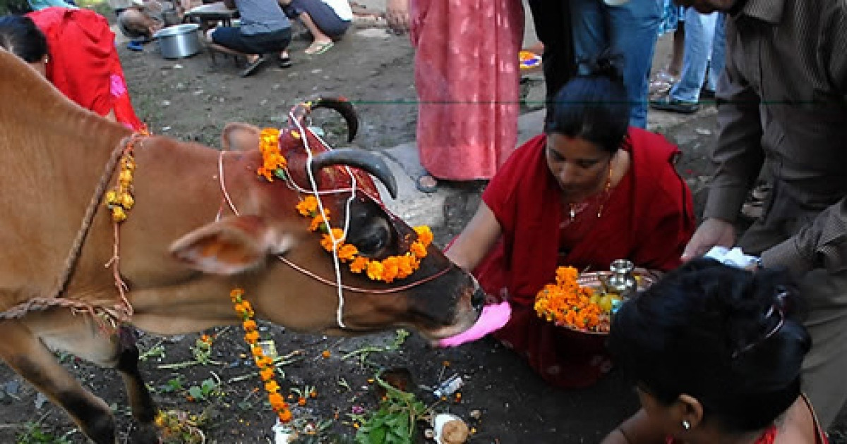 NEPAL DIWALI- COW WORSHIP DAY