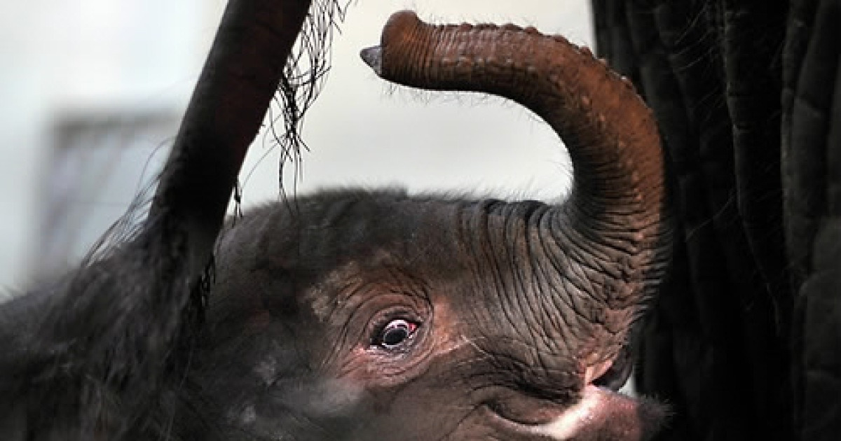 GERMANY ELEPHANT FEATURE