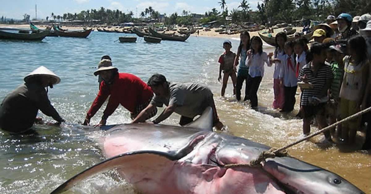 VIETNAM FISHING SHARK