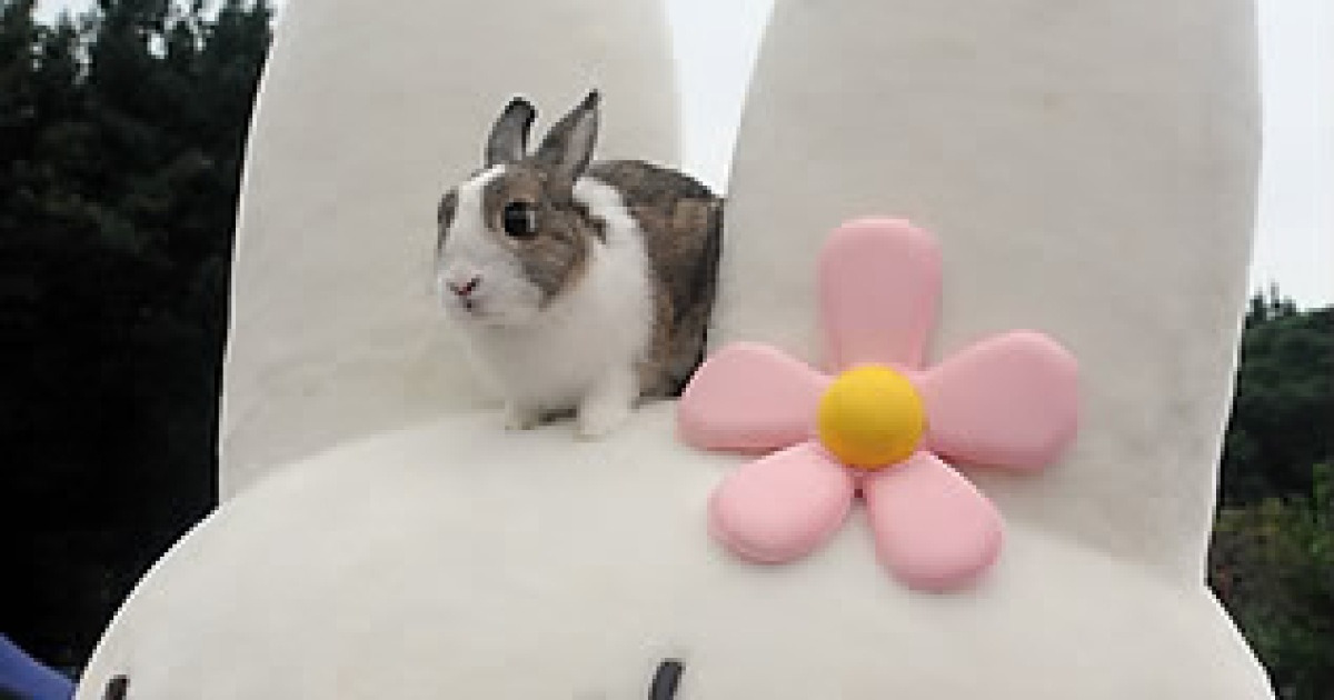 #(5)CHINA-TAIPEI-RABBIT CONTEST (CN)