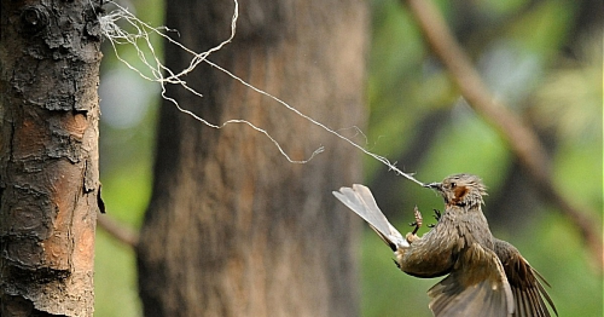 '국회생태사진전'-직박구리 둥지짓기