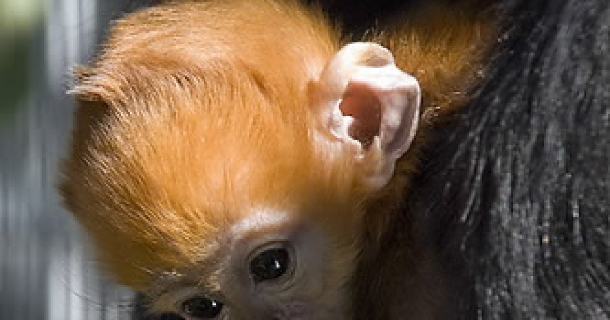 AUSTRALIA FRANCOIS LANGUR MONKEY